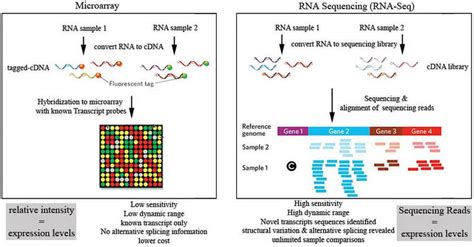 Transcriptomics Autism Syngap1