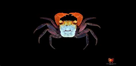 Geosesarma Rouxi Vampire Crab