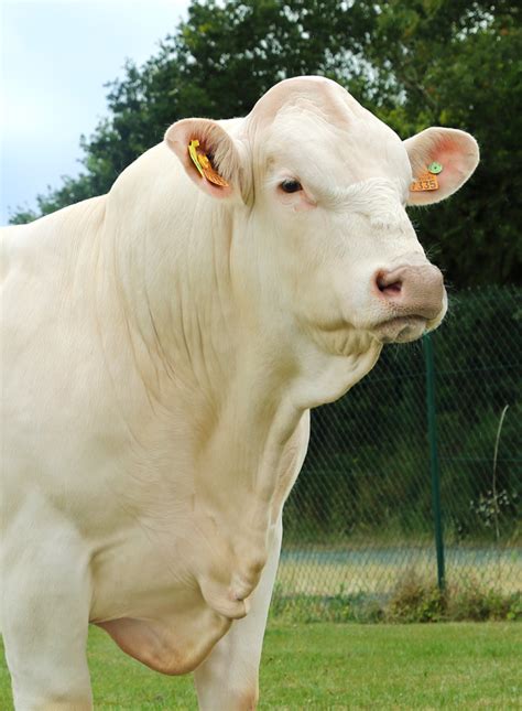 Bovini Charolais