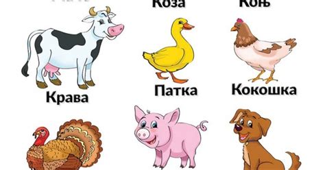 Едукативен постер Домашни животни