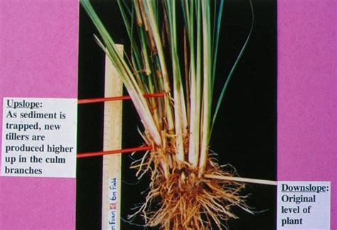 Stiff Grass Hedgerows Barriers And Contour Cultivation Are Key To