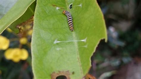 Premium Photo Caterpillar On Green Leaf