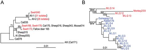 nucleotide maximum likelihood trees based on concatenated datasets for