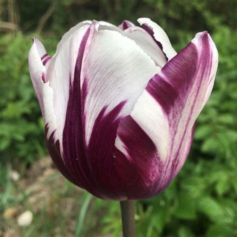 Tulipa Flaming Prince Pheasant Acre Plants
