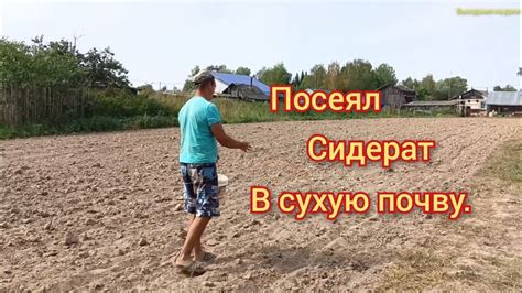 Посеял сидераты после картофеля в сухую почву Youtube