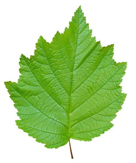 5 700 Fotos Bilder Und Lizenzfreie Bilder Zu Erle Blatt Istock
