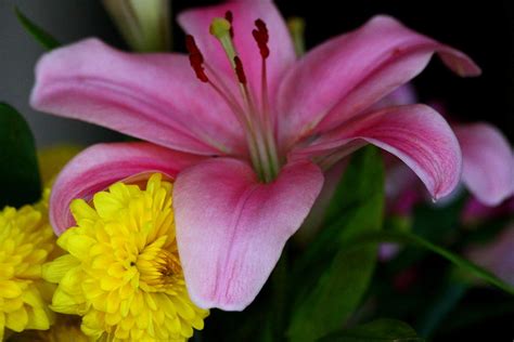 Happy Photograph By Ilse Sears Fine Art America