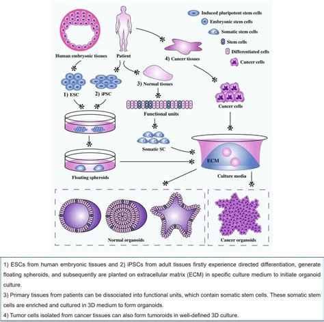 Organoid Creative Diagnostics