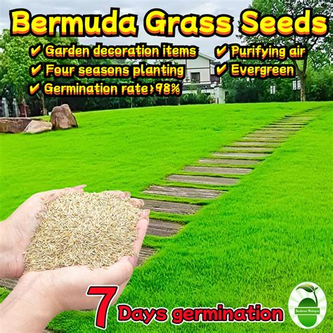 Bermuda Grass Seeds For Planting 100 Pcspack Green Grass Seeds For