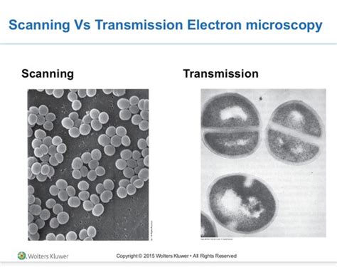 A22 Cell Structure Flashcards Quizlet