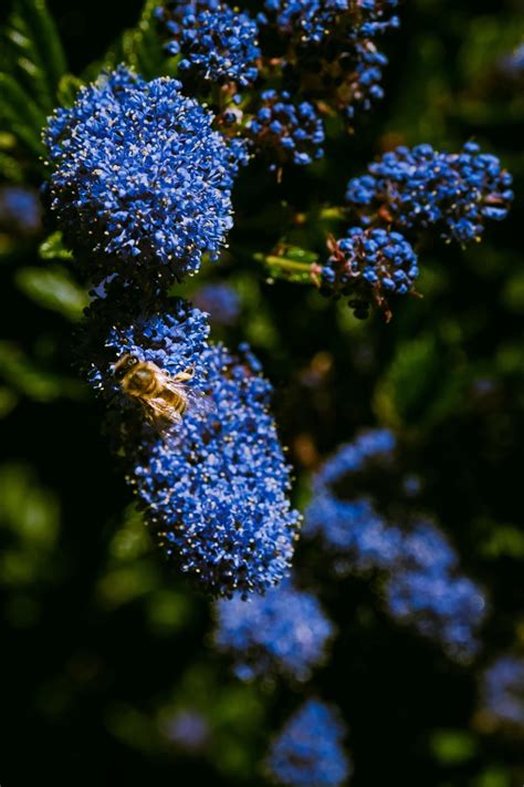 Native Plants Of The Bay Area Beauty And Resilience In Estate