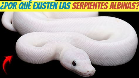 ¿por Qué Existen Las Serpientes Albinas Youtube
