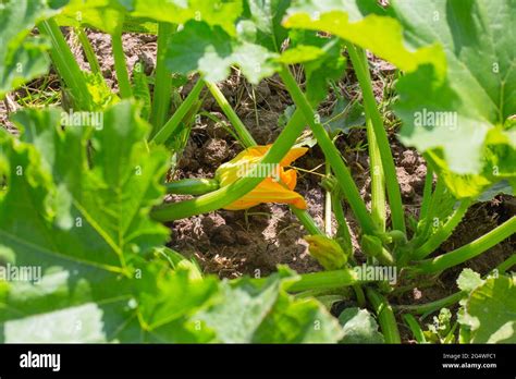 Flowering Zucchini Zucchini Large Green Leaves Of A Plant With A