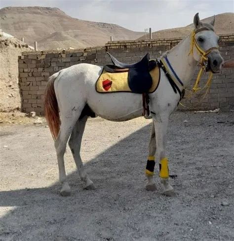 اسب نریان عرب با زین و لوازم در تهران