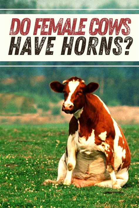 Do Female Cows Have Horns And Why Do Female Cows Have Horns