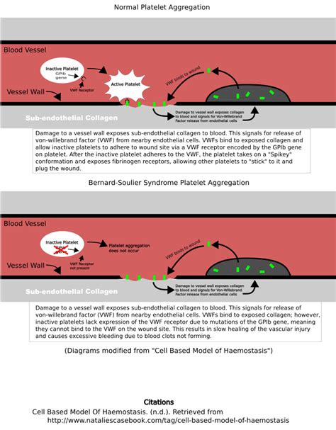 Bernard Soulier Syndrome Cell Signaling