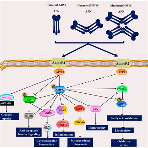 Schematic Representation Of The Role Of Adiponectin Apn In Glucose Download Scientific