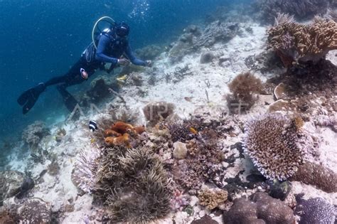Konservasi Terumbu Karang Di Raja Ampat Antara Foto