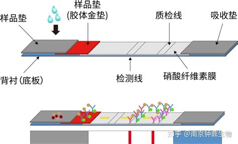 胶体金免疫层析技术：是金子总会发光的 知乎