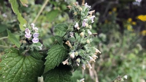 What Is Catnip And How Does It Work Effects And Benefits