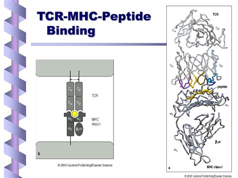 Ppt Computational Immunology An Introduction Powerpoint Presentation Id1450539