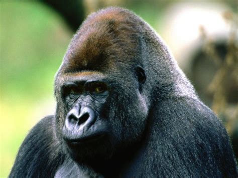 Ape Alchetron The Free Social Encyclopedia