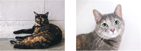 Tri Color Cats Tortoiseshell Calico And Everything In Between Cat