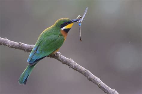 Cinnamon Chested Bee Eater Holmen Birding Safaris