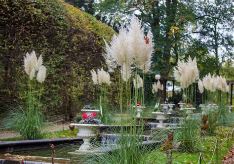 Amazing Pampas Grass Cortaderia Selloana In Cologne Botanical Garden