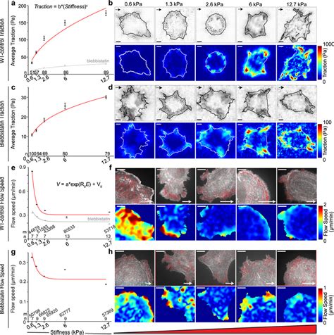 Stiffness Dependent Differential Traction Is Transmitted Independently