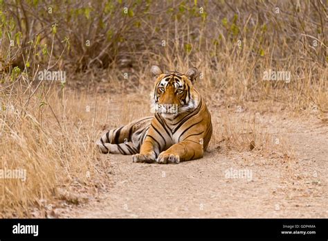 Wild Royal Bengal Tiger In The Ranthambore National Park In Rajasthan
