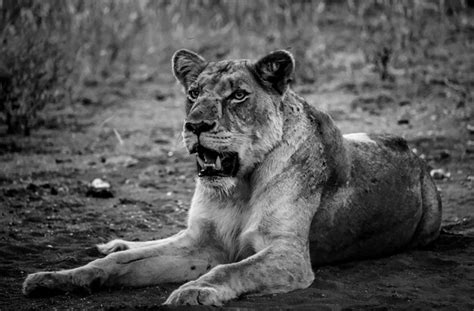 Premium Photo A Lioness Lying On The Ground With Its Mouth Open