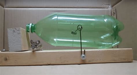 Effective Ways To Keep Mouse Out Of Your Home