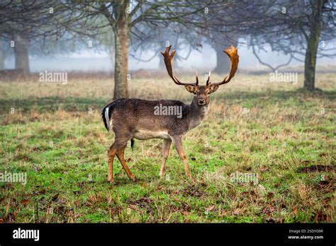 Dark Hide Fallow Deer Without Spots In Misty Meadow Dark Hide Fallow