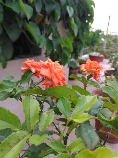 Orange Rose Flesh Tint Colour Free Photo On Pixabay Pixabay