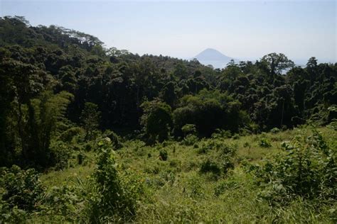 Keindahan Tahura Gunung Tumpa Di Kota Manado