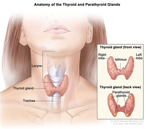 پاورپوینت تحلیل کامل غده تیروئید Thyroid Gland پاورداک