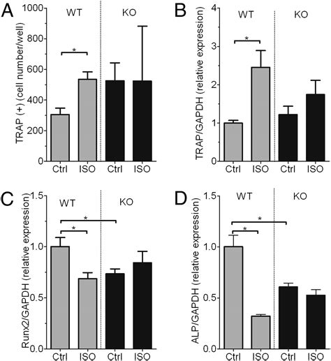 Sympathetic Control Of Bone Mass Regulated By Osteopontin Pnas