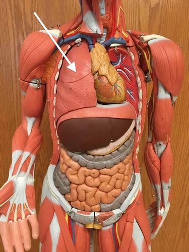 Body Cavities Flashcards Quizlet