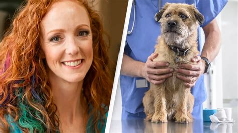 Mystery Dog Illness Thats Spreading Across The Us Explained By Vet