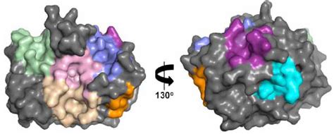 Figure 1 From Folding Of Intrinsically Disordered Protein Phosphatase 1