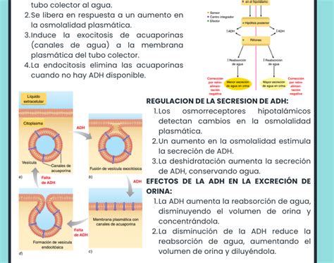 FisiologÍa Medicaalba Rubí Gamboa Fernandeziv 7uas Tubulo