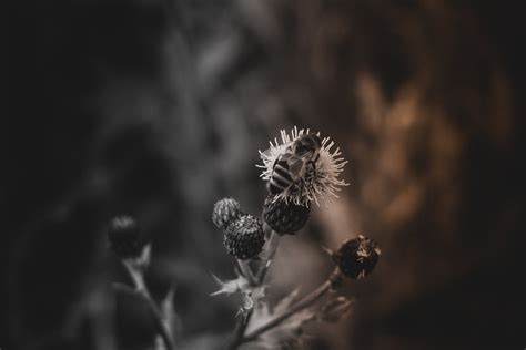 Bee Insect Pollinate Free Photo On Pixabay Pixabay
