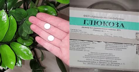 Подкормки для замиокулькаса из аптеки и магазина, которые дают шикарный ...