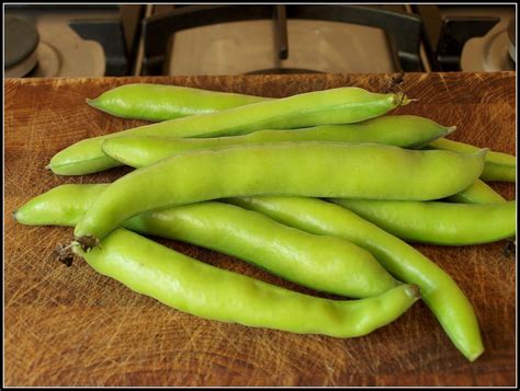 Marks Veg Plot Broad Beans
