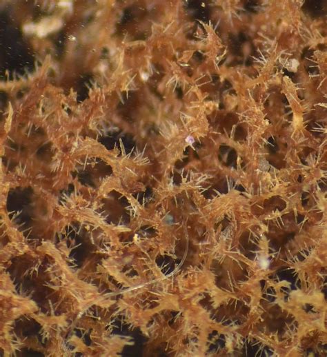 Antique Microscope Slide By Norman Sponge Spicules In Situ 1829072895