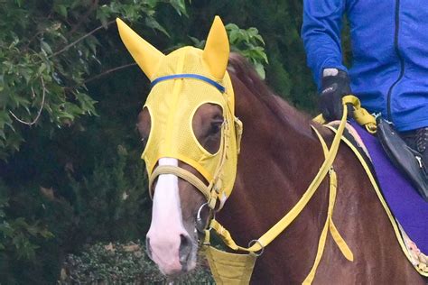 【次走報】菊花賞2着ボルドグフーシュが有馬記念に参戦！ 近日中に栗東に帰厩へ 競馬ニュース・特集なら東スポ競馬