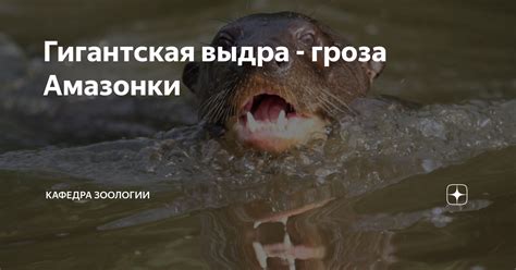 Гигантская выдра гроза Амазонки Кафедра зоологии Дзен