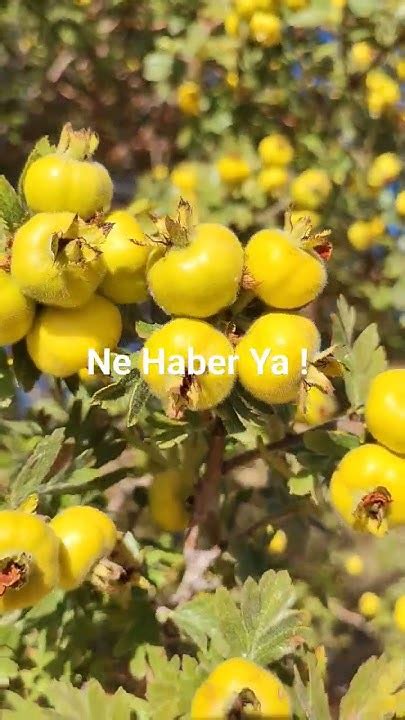 Sarı Alıç Köyde Bedava şehirde Kilosu 150 Lira Sivas Youtube