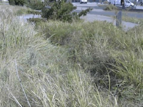 9 The Robot Crosses An Area With Tall Grass A Camera View Of The